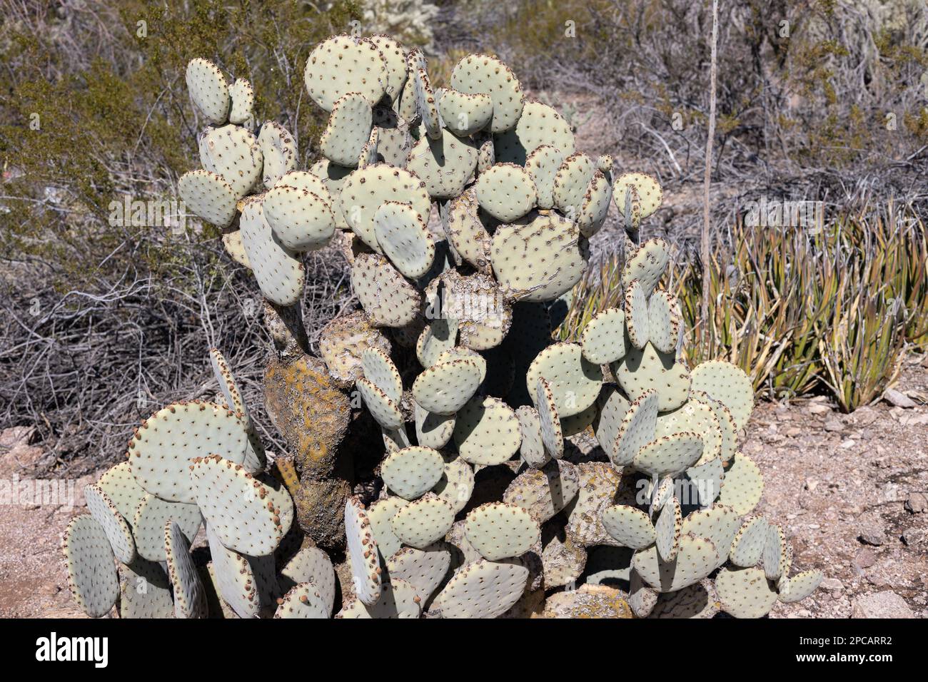Opuntia rufida - blind prickly pear cactus Stock Photo - Alamy