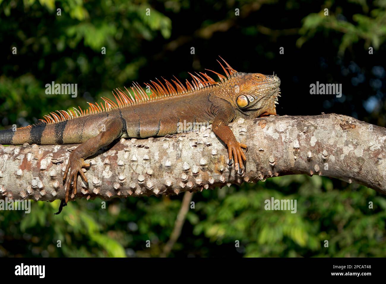 Male Iguana sunning itself in the tropical jungle of Costa Rica in the ...