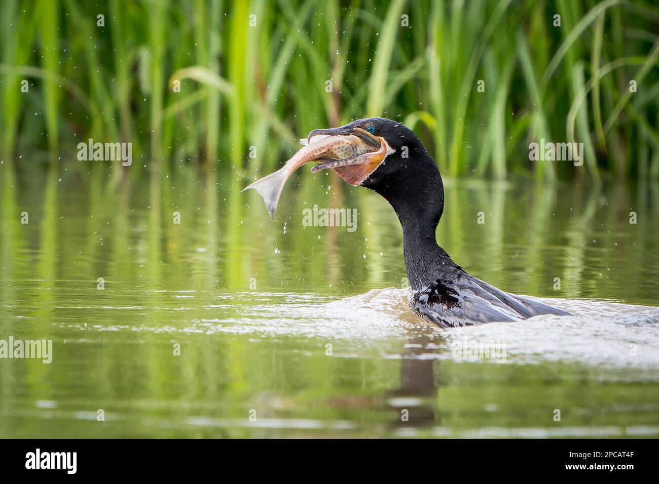 Neotropical Cormorant (Phalacrocorax brasilianus) eating a fish in ...