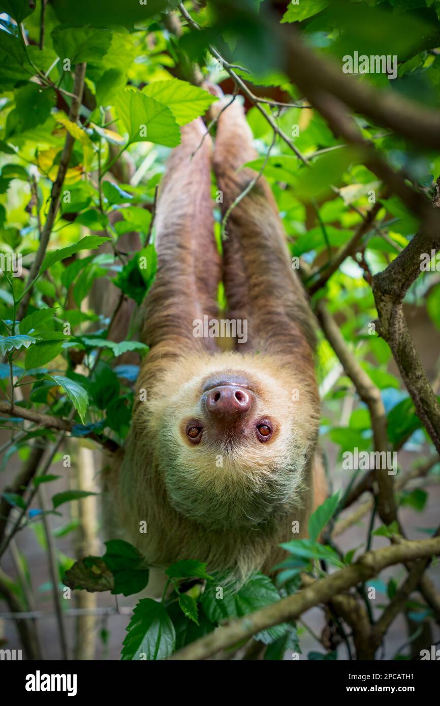 Two-toed Sloth hanging out in some Hibiscus bushes, looking at the ...