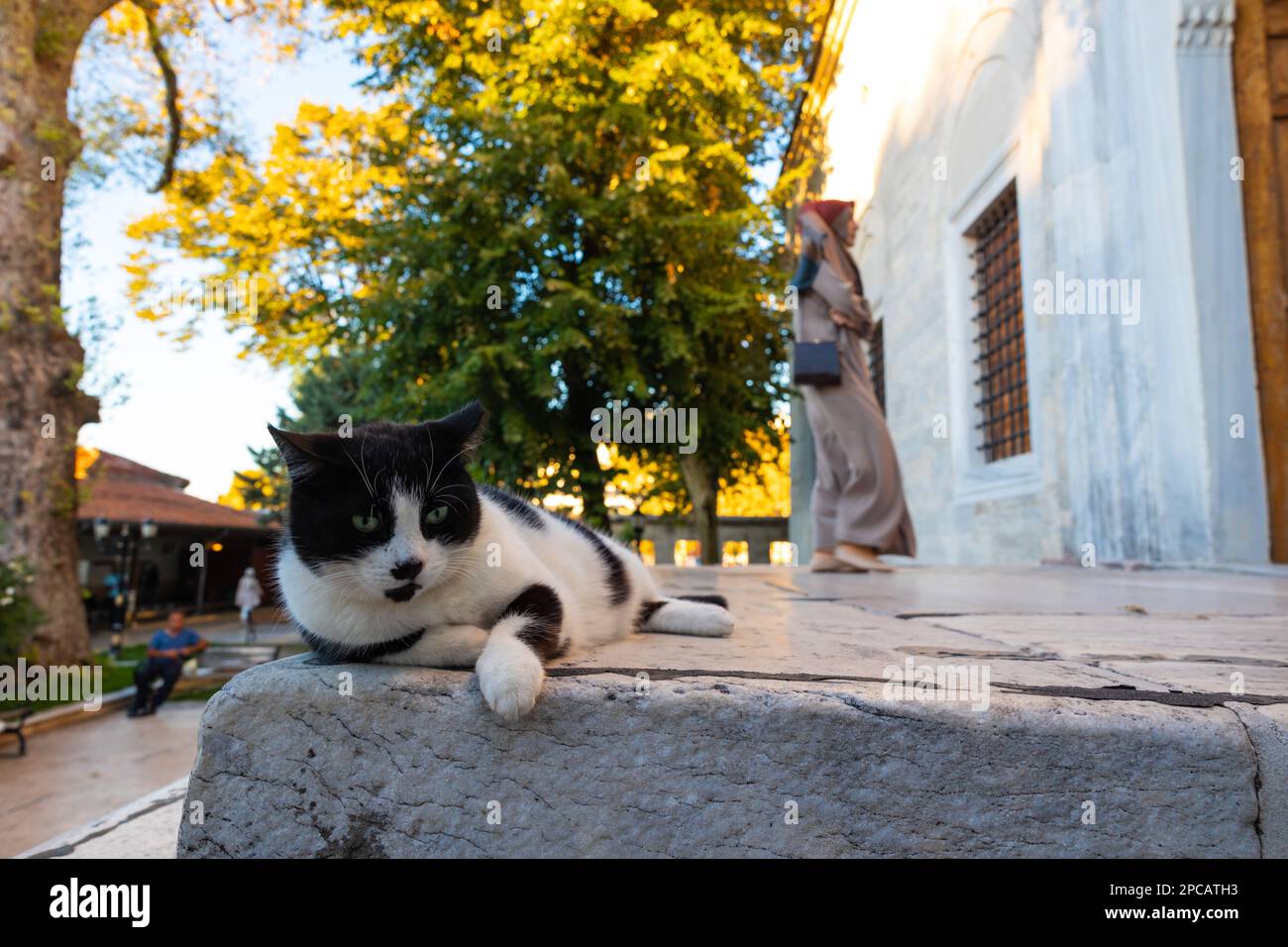Istanbul stray cats. Stray cat on the strais of a mosque. Istanbul ...