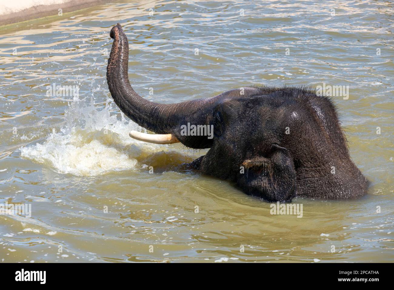 March 11, 2023, Sydney, New South Wales, Australia: Asian Elephant ...