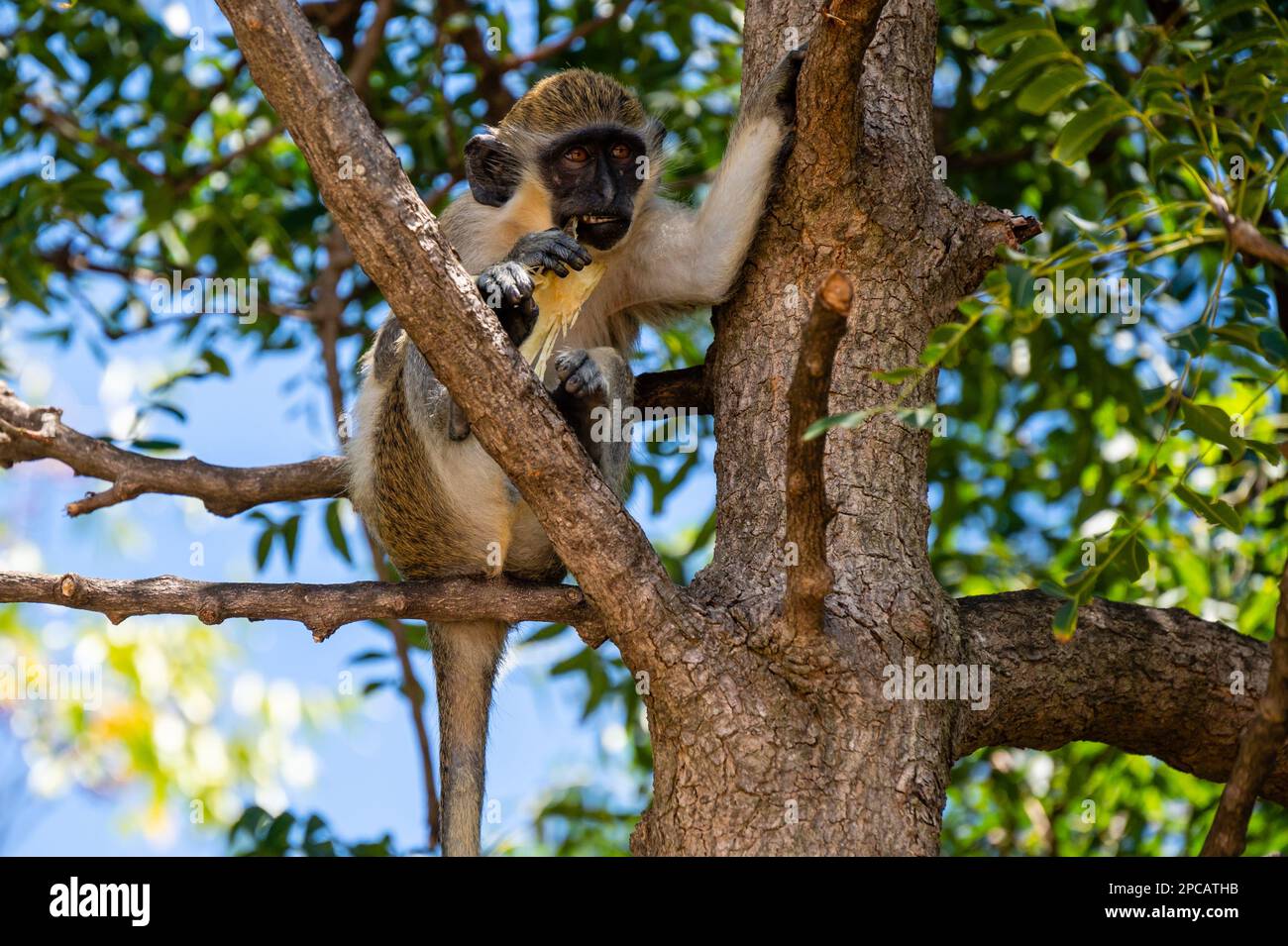 St Kitts - Nevis Green Vervet Caribbean Monkey Stock Photo - Alamy