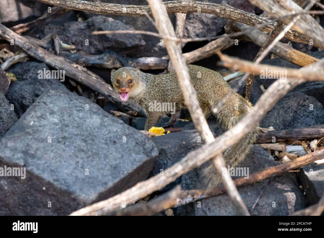 Small Indian mongoose on the Caribbean island of St. Kitts Stock Photo ...