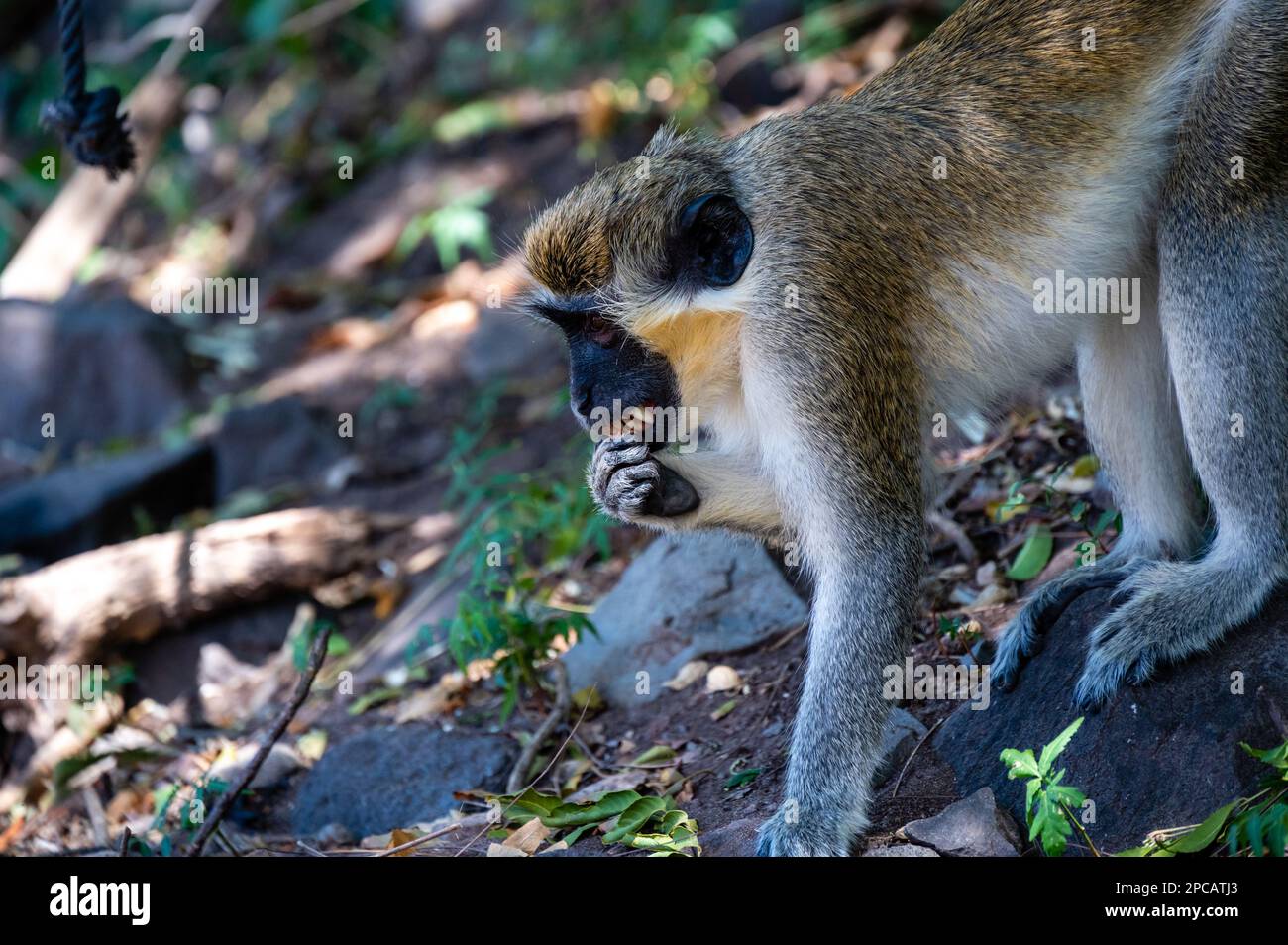St Kitts - Nevis Green Vervet Caribbean Monkey Stock Photo - Alamy
