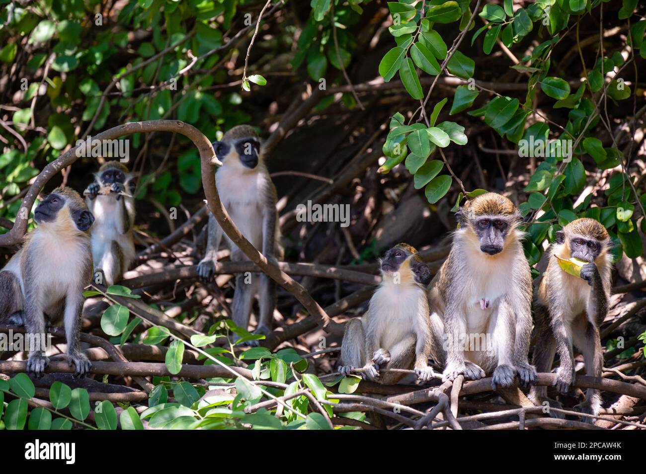 St Kitts - Nevis Green Vervet Caribbean Monkey Stock Photo - Alamy