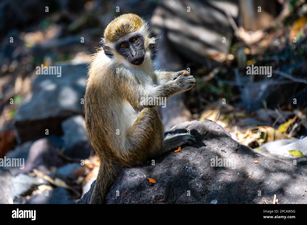 St Kitts - Nevis Green Vervet Caribbean Monkey Stock Photo - Alamy