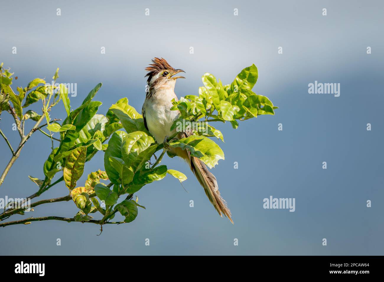 Striped Cuckoo (Tapera naevia) singing from an open perch on a tree in ...
