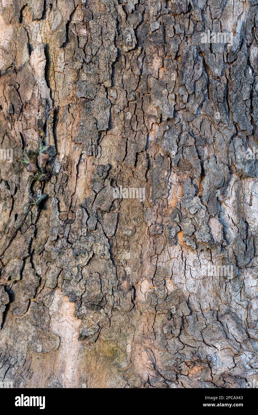 Surface structure of an oak tree. Wood texture. texture of wood ...