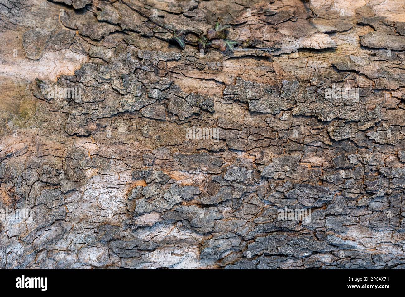 Surface structure of an oak tree. Wood texture. texture of wood ...