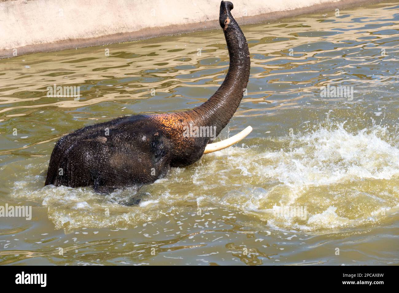 March 11, 2023, Sydney, New South Wales, Australia: Asian Elephant ...