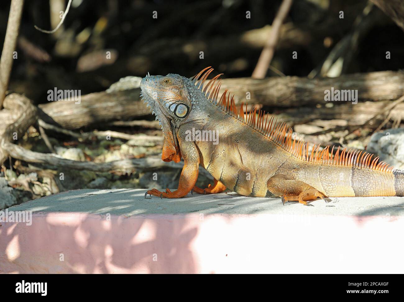Green Iguana - Florida Stock Photo - Alamy