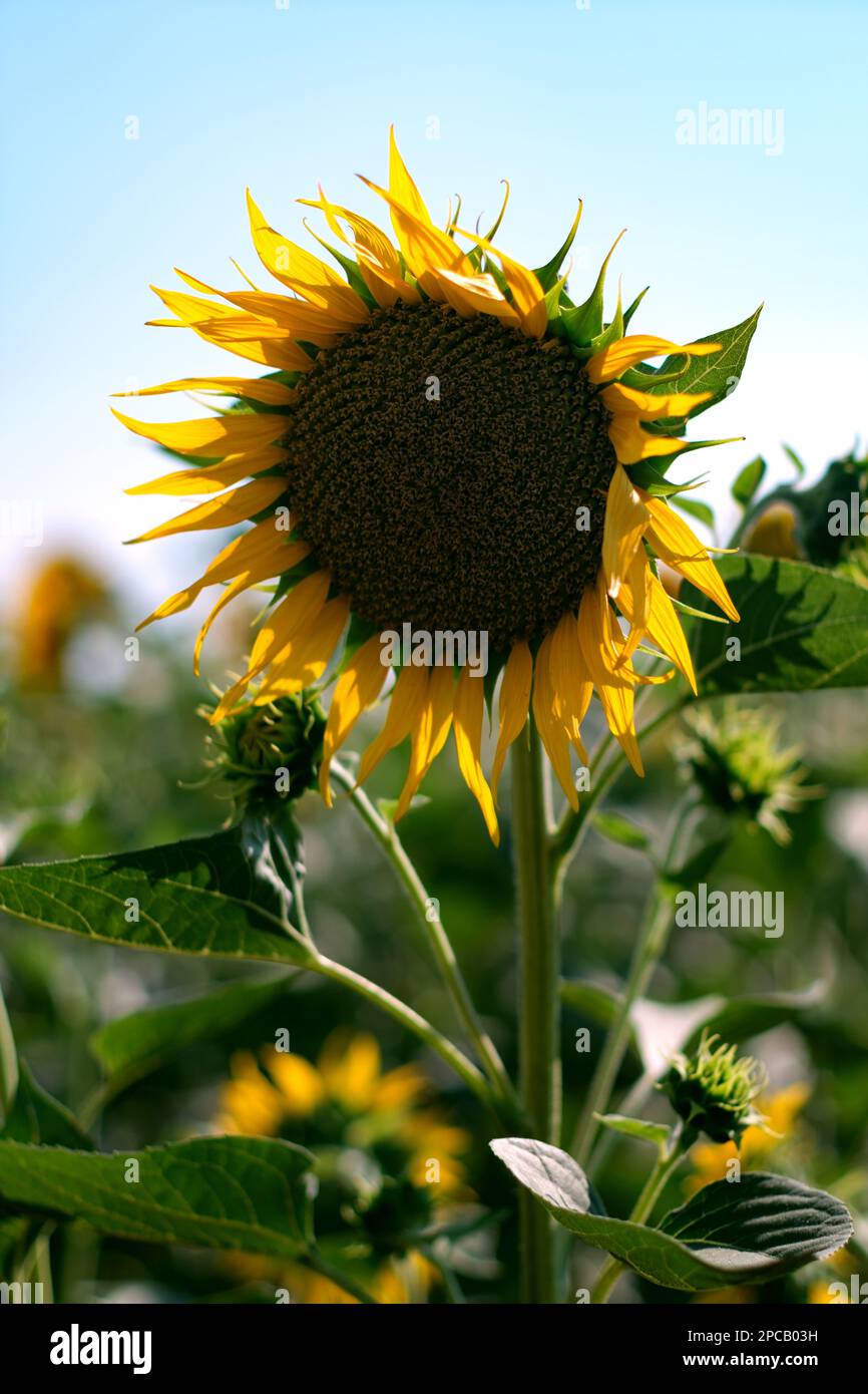 Closeup shot sunflower seeds hi-res stock photography and images - Alamy