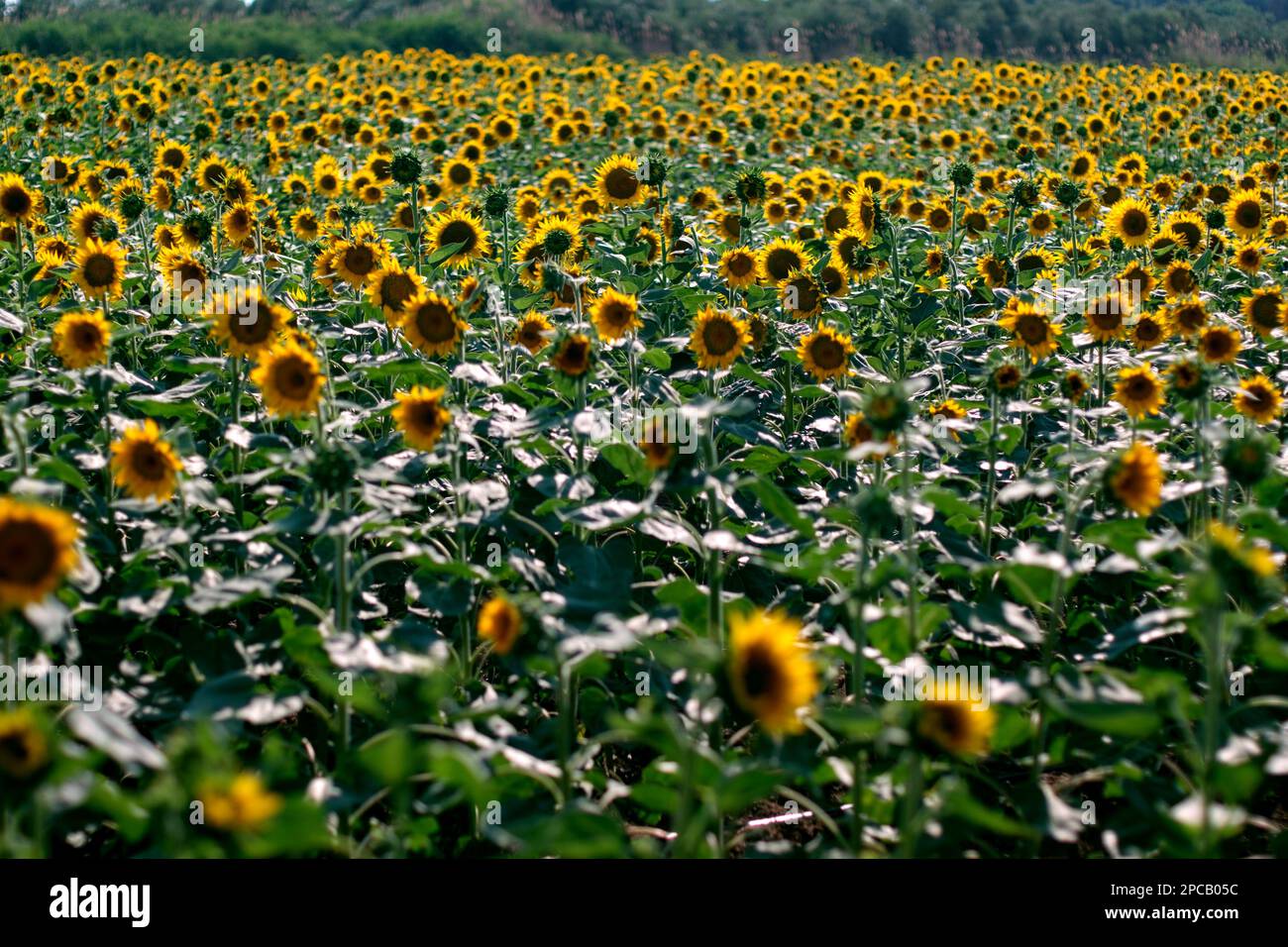 Landscape view of a sunflower field Stock Photo - Alamy