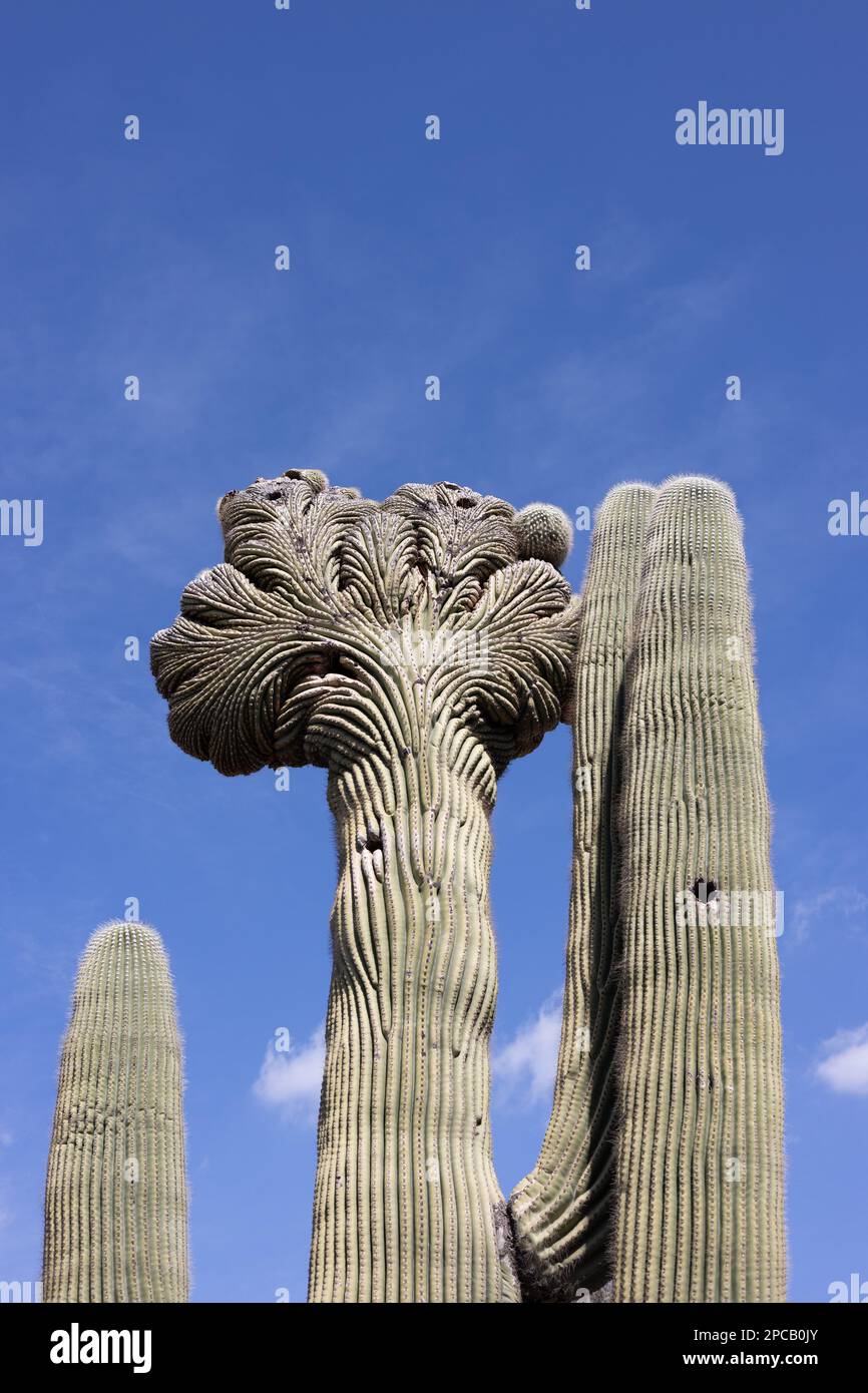 Crested cactus hi-res stock photography and images - Alamy