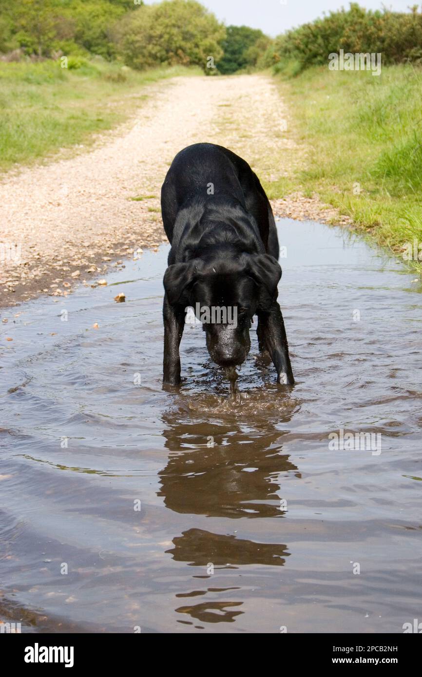 black labrador juvenile drinking from puddle Stock Photo - Alamy