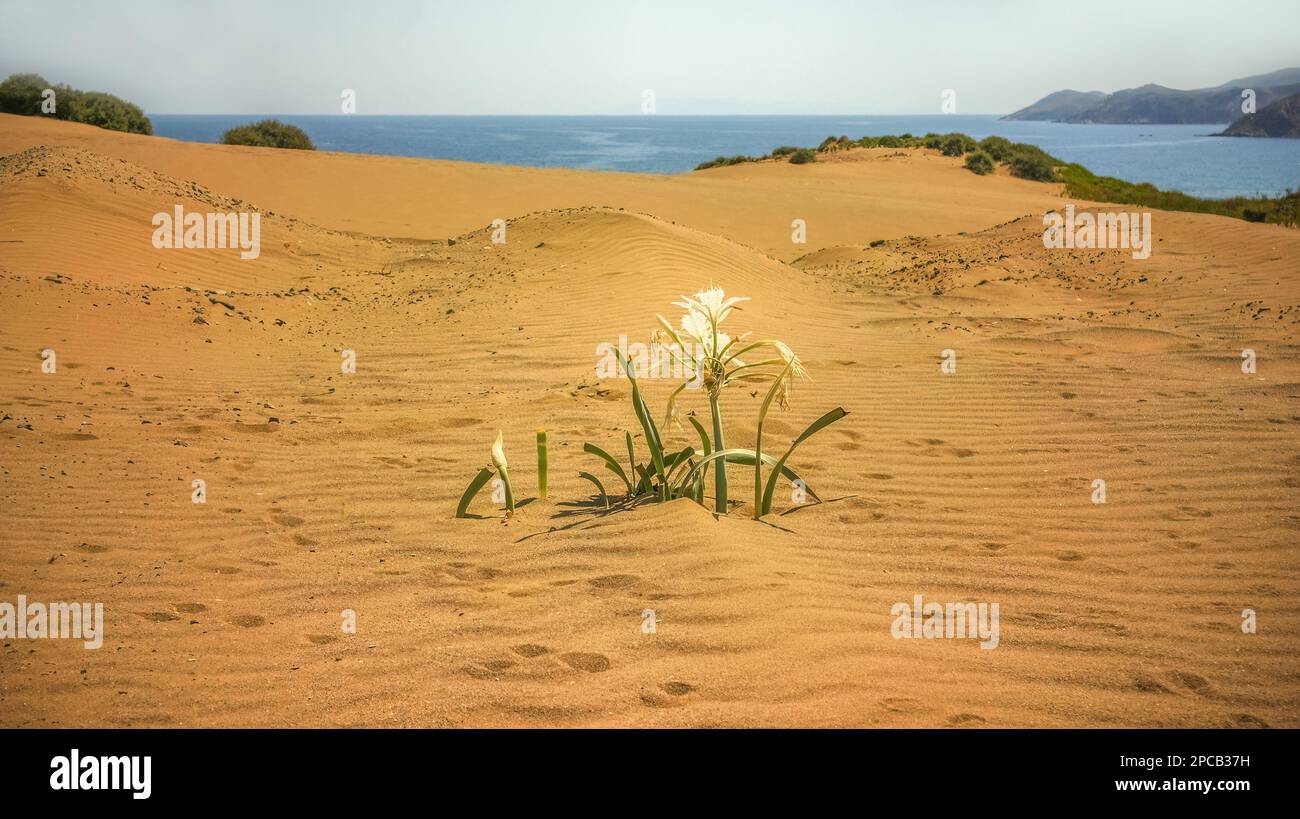 The sand dunes located in the desert of Gomati on Lemnos or Limnos ...