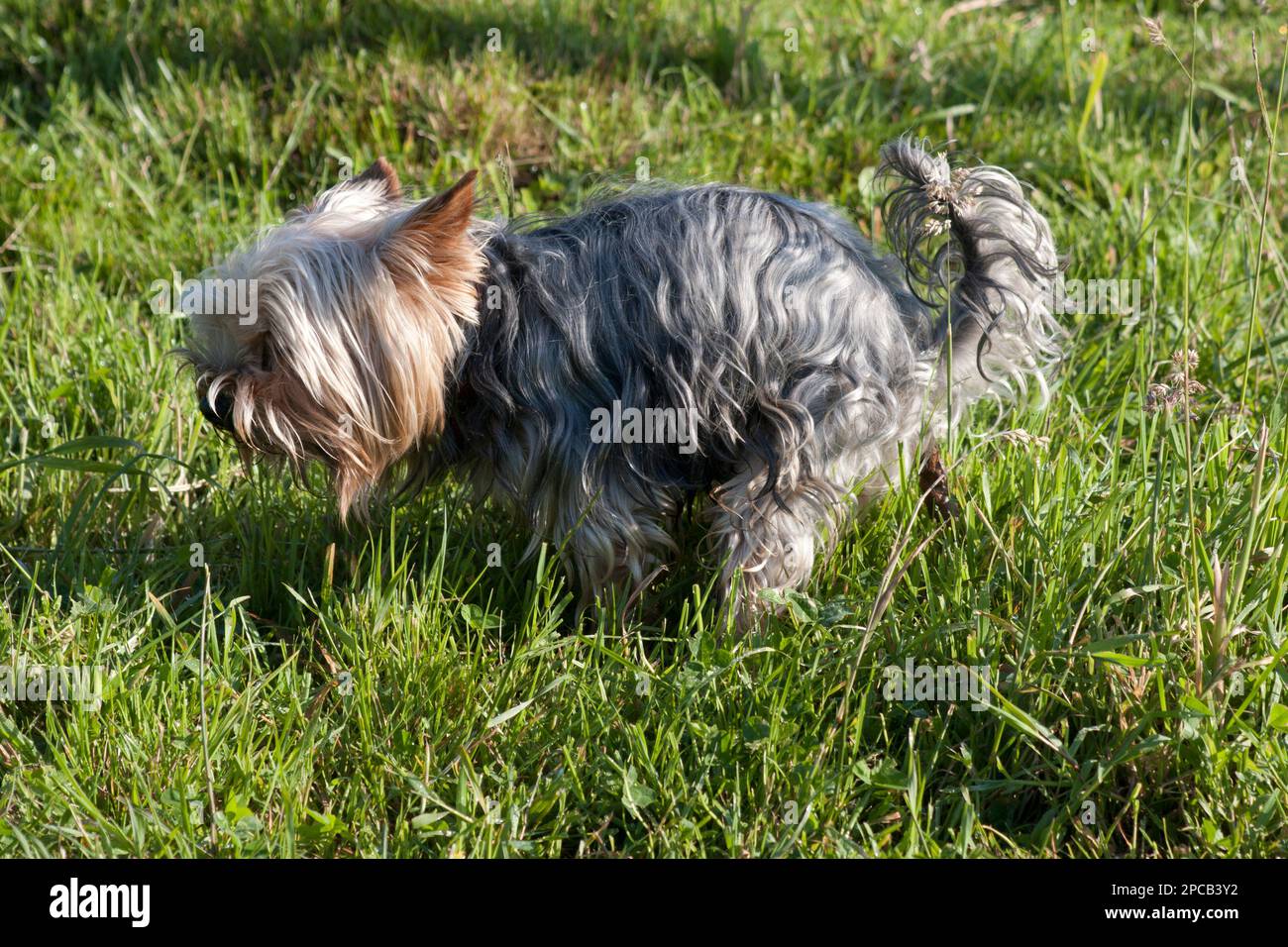yorkshire terrier adult male defacating in field Stock Photo - Alamy