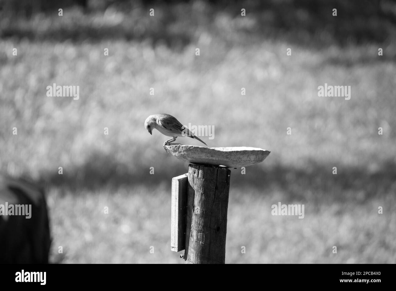 With its vibrant plumage and melodious song, it is a real delight for ...