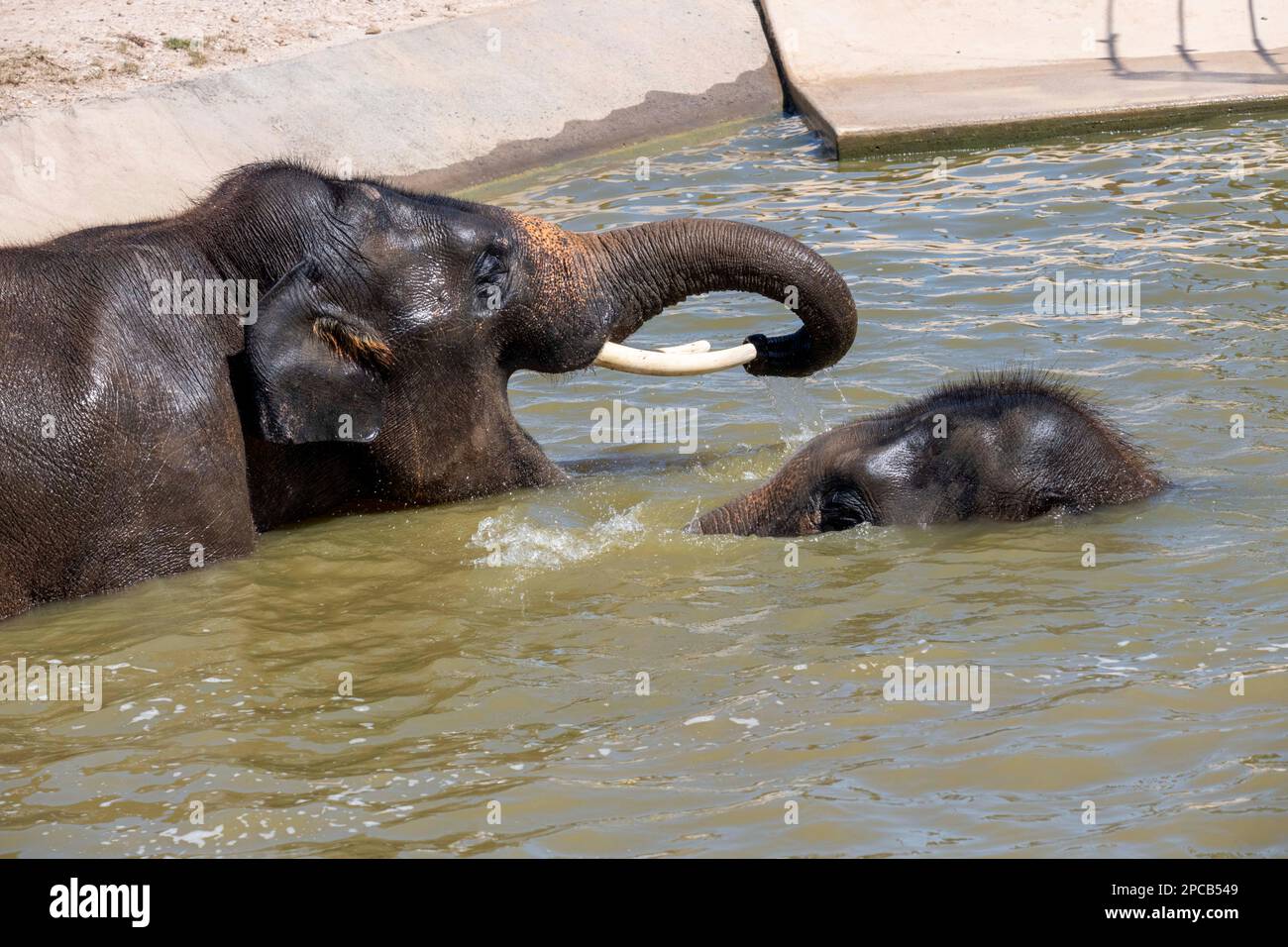 Images Of Asian Elephants Why Are Asian Elephants Endangered?