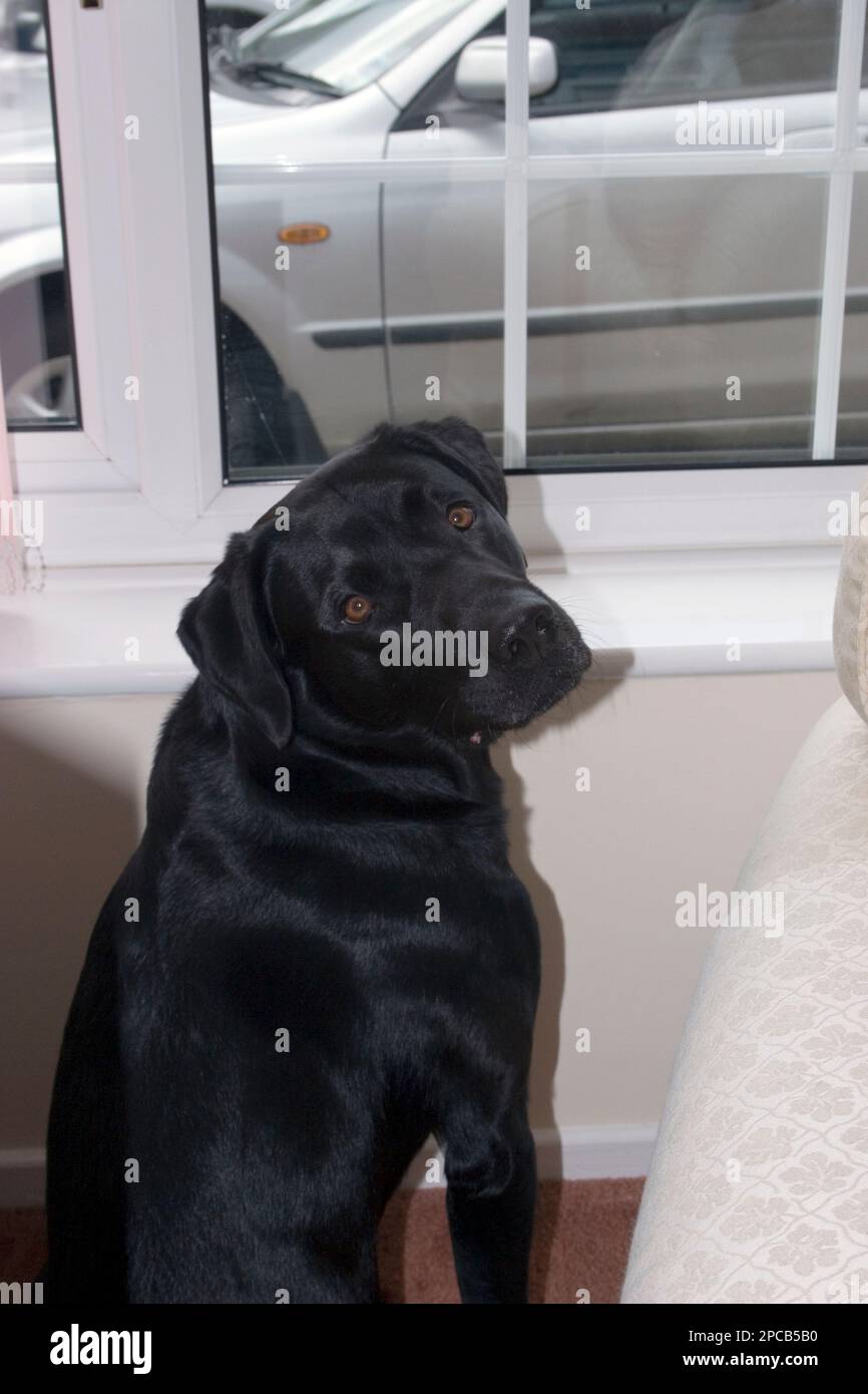 young black labrador sitting by window as car leaves Stock Photo - Alamy