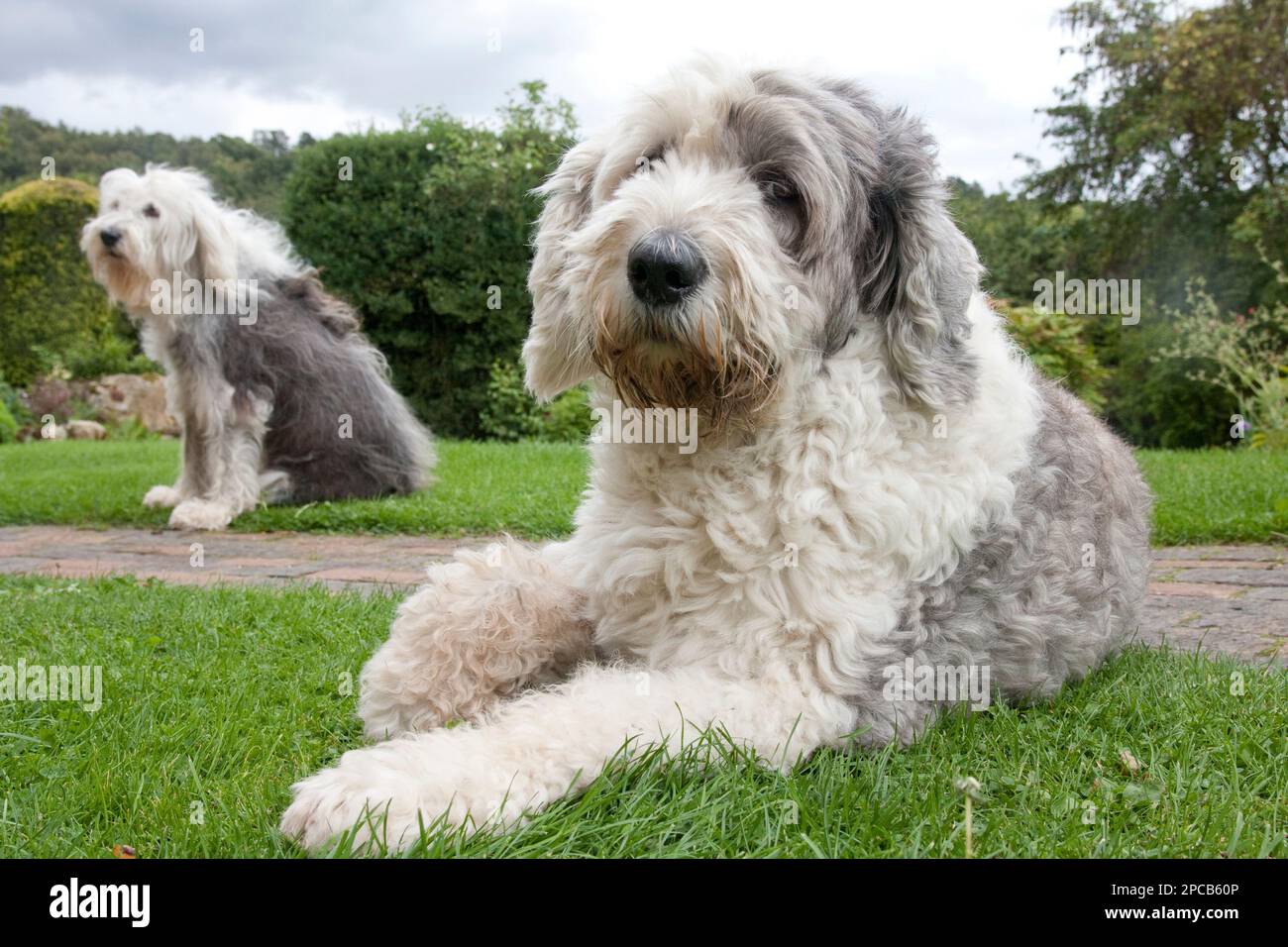 an elderly and young old english sheepdog mother & daughter, sitting in ...