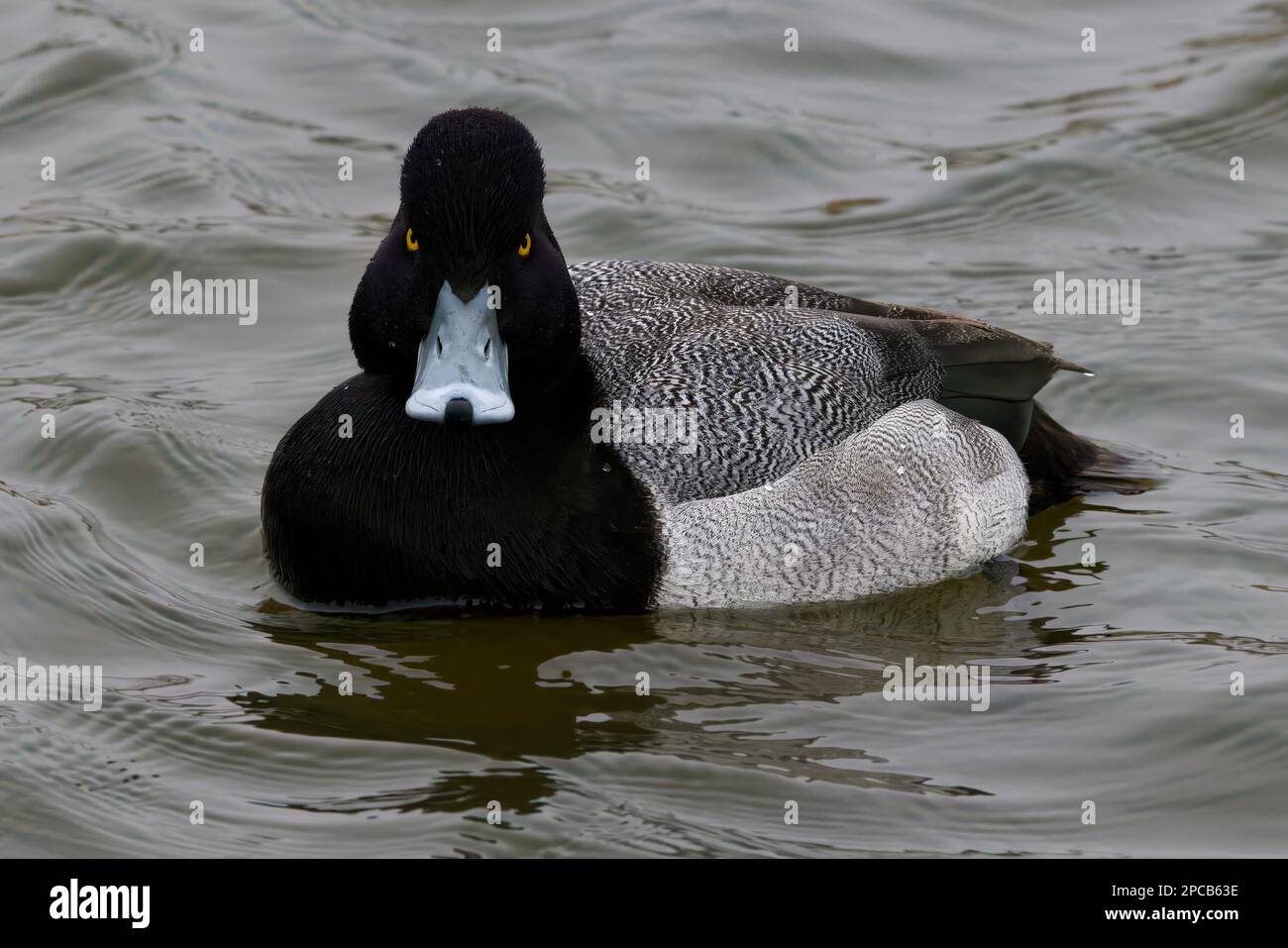 A beautiful Lesser Scaup on a winter morning. It is colloquially known ...