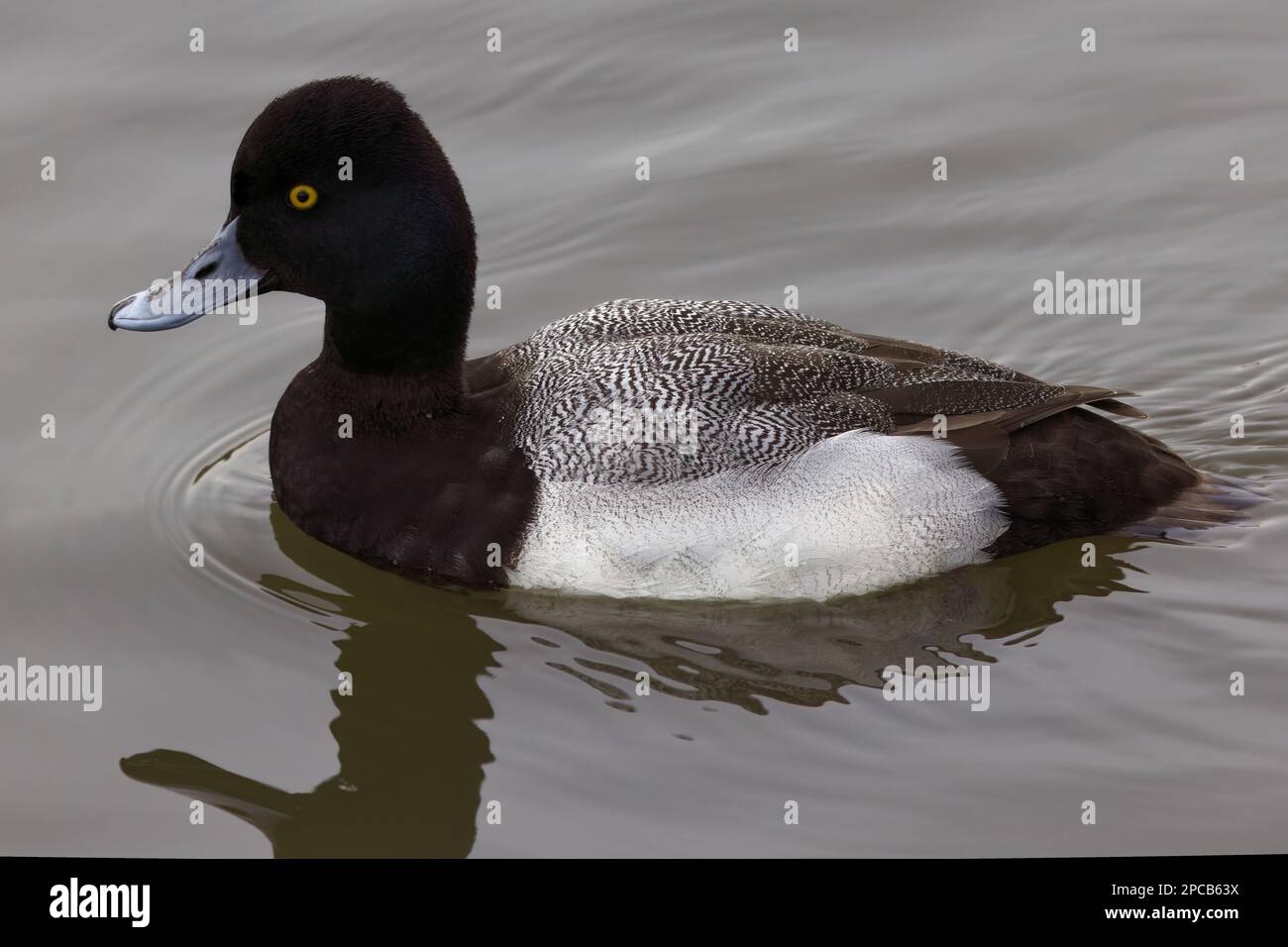 Beautiful little duck hi-res stock photography and images - Alamy