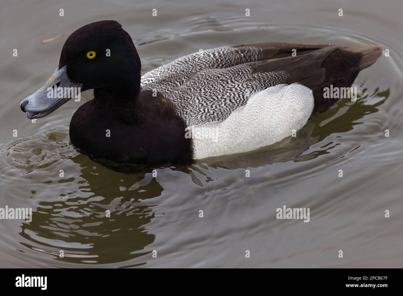 Bluebill duck hi-res stock photography and images - Alamy