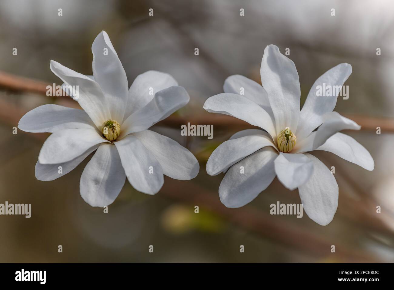 Fragrant flower of white magnolia in early spring, Alsace, France Stock ...