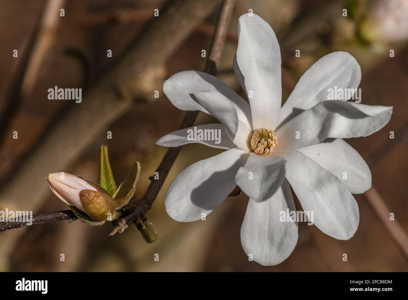 Fragrant flower of white magnolia in early spring, Alsace, France Stock ...