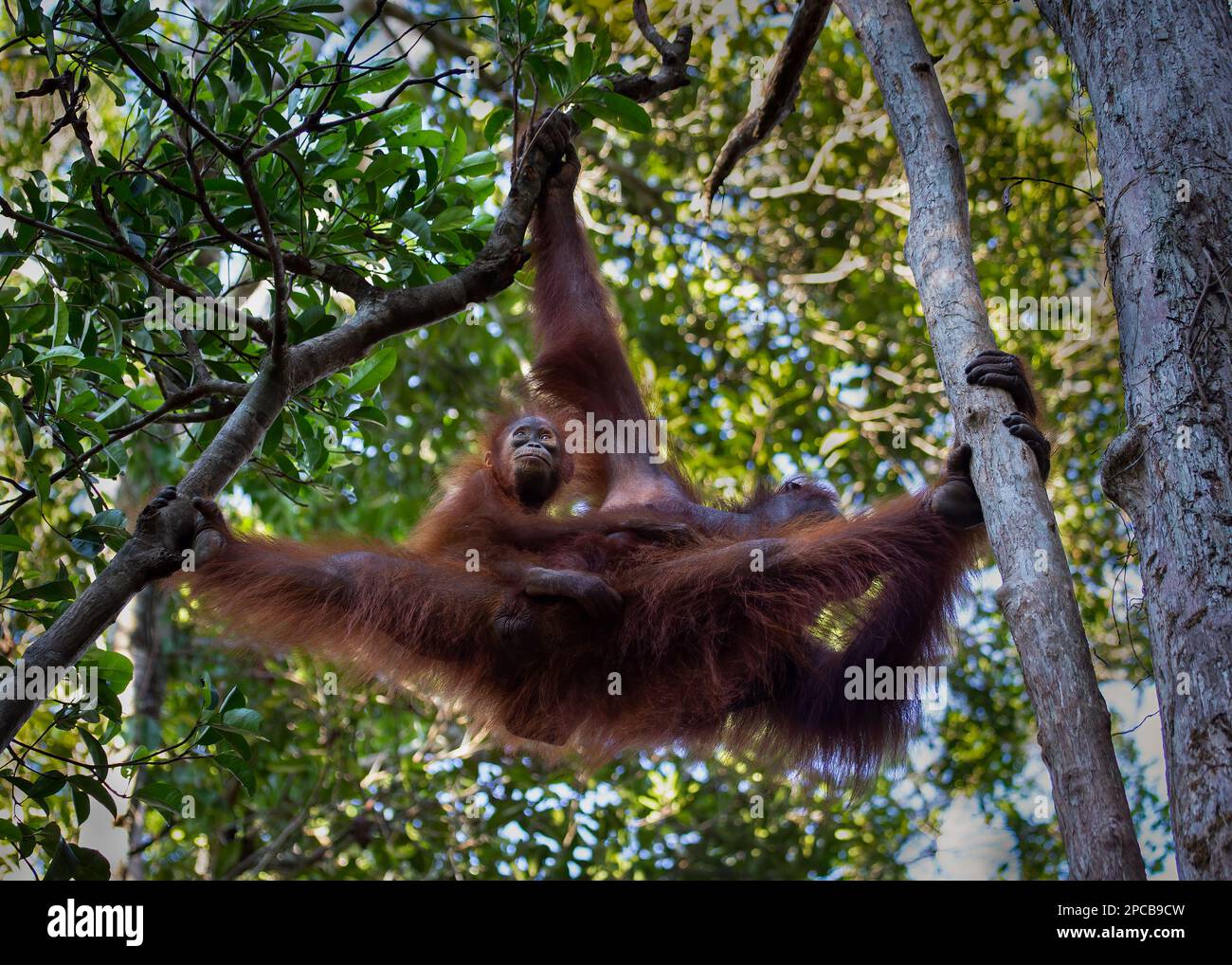 Baby orangutan mother hi-res stock photography and images - Alamy