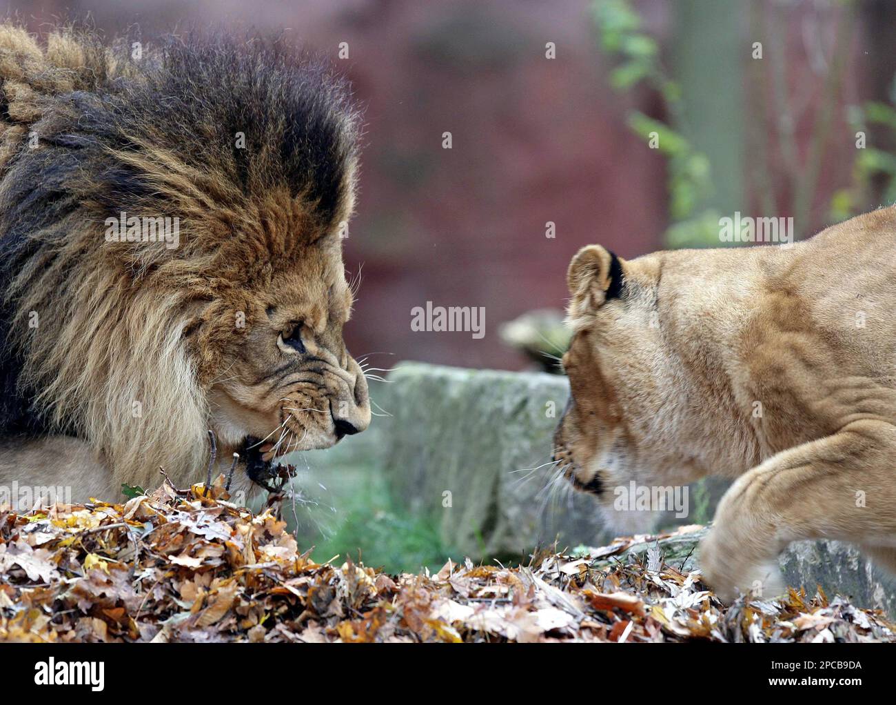 Lions Max, left, and Camilla are seen during a photocall in the Hanover ...
