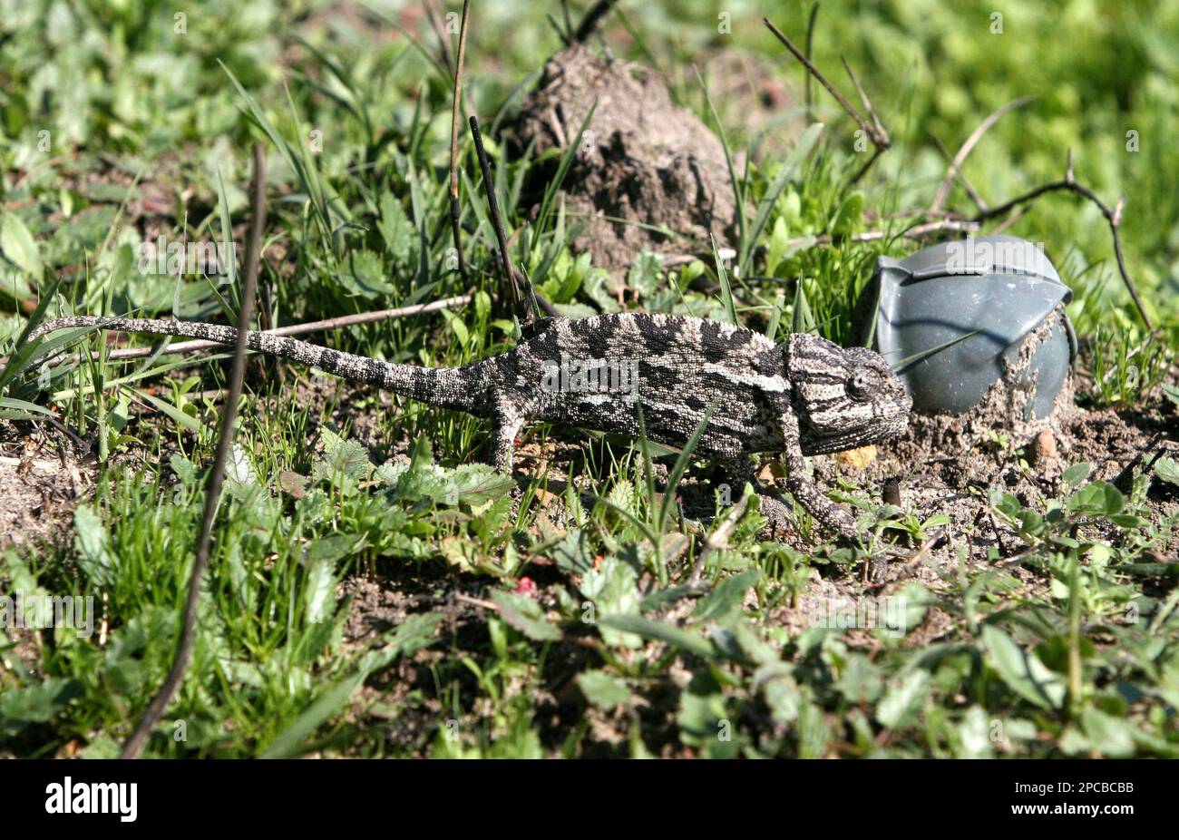 A lizard passes a cluster bomb that was thrown from a Cluster Bomb Unit ...