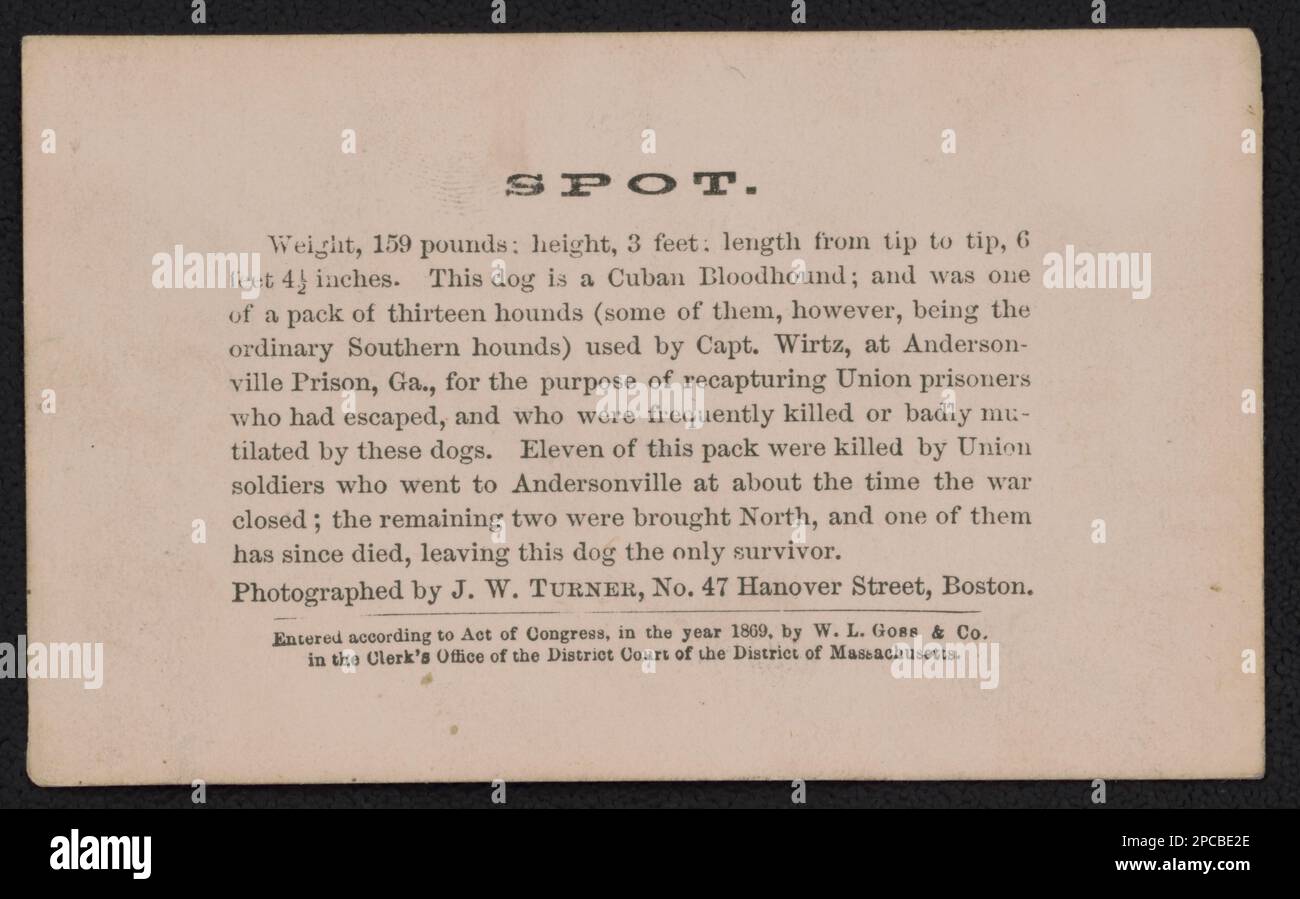 Spot, Cuban Bloodhound, used for capturing escaped Union prisoners at ...