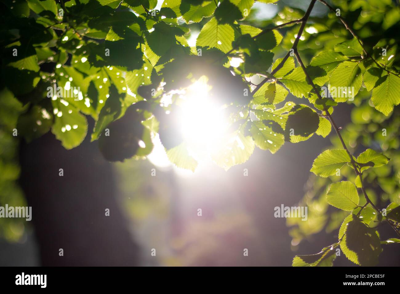 Green leaves and direct sunlight. Carbon net zero concept photo. Earth ...