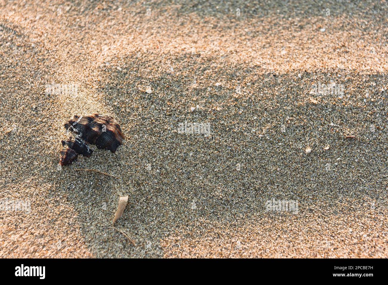 Sand texture beach with shell and sunshine. Full frame background Stock ...