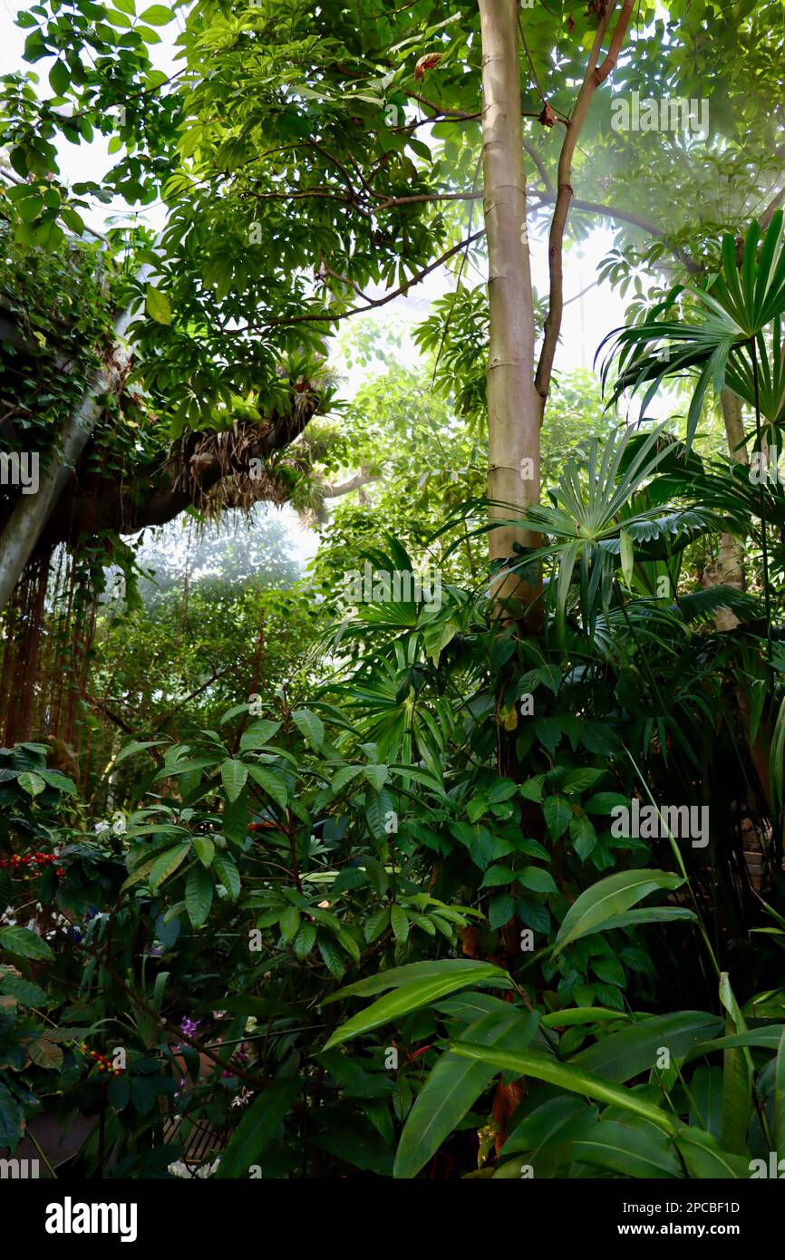 The Costa Rican rainforest in the misty Eleanor Armstrong Smith ...