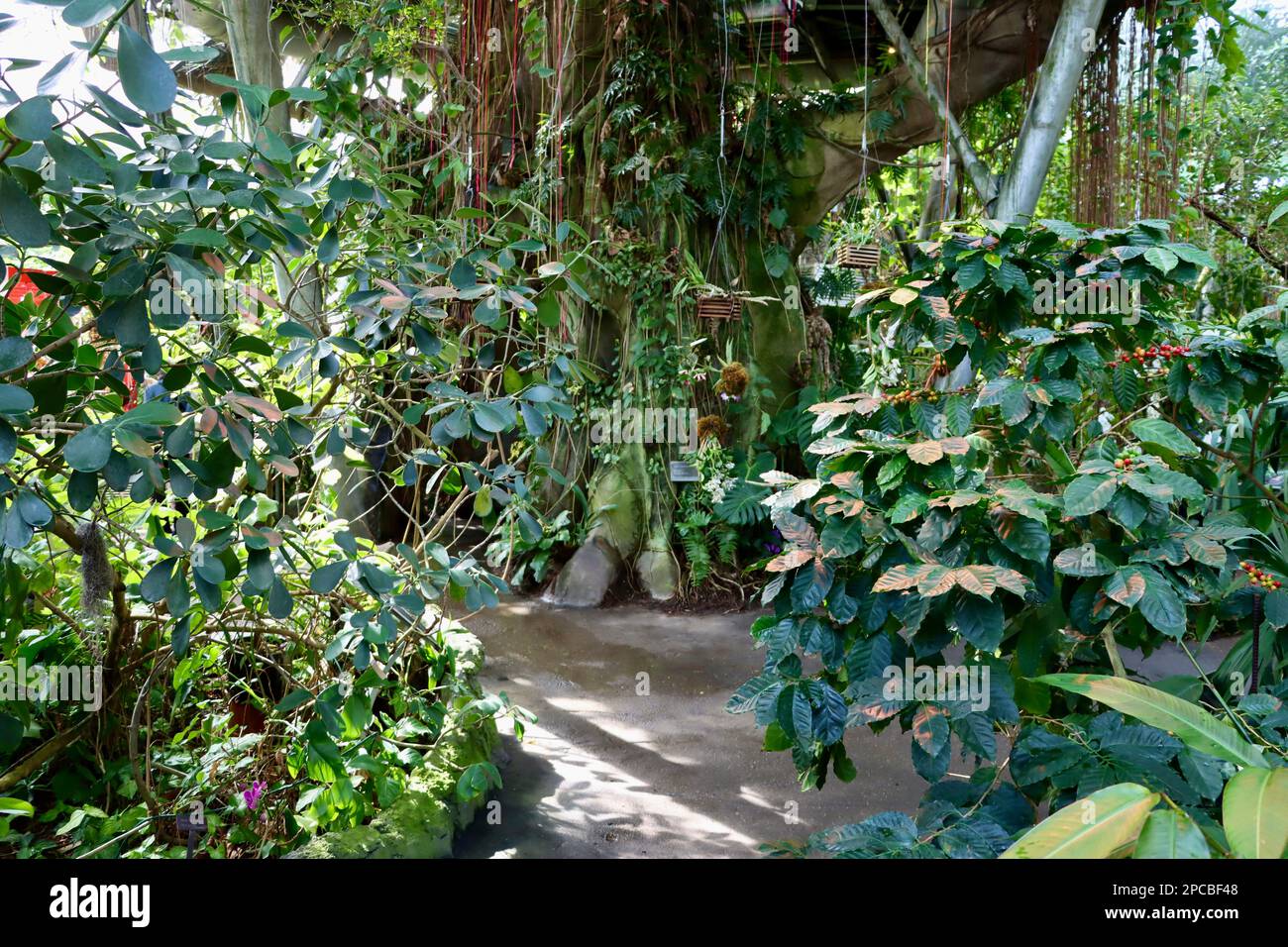 Tropical rainforest biome hi-res stock photography and images - Alamy