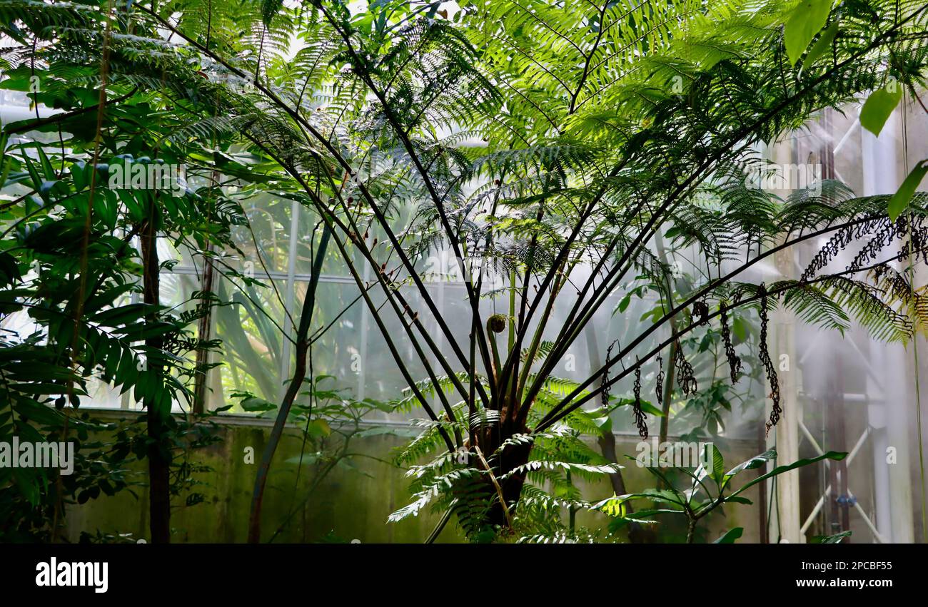 The Costa Rican rainforest in the misty Eleanor Armstrong Smith ...