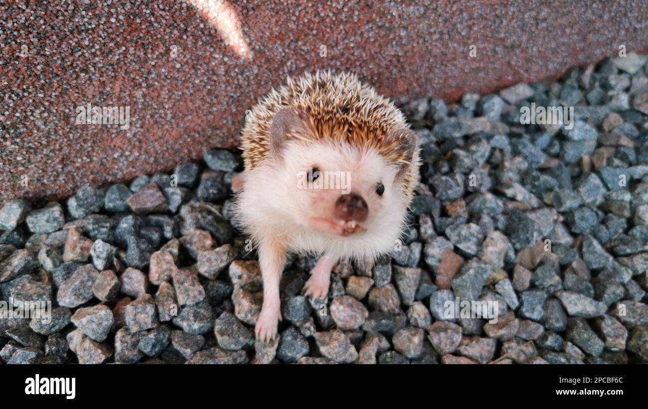 Little cute domestic hedgehog posing by the wall to the camera in the ...