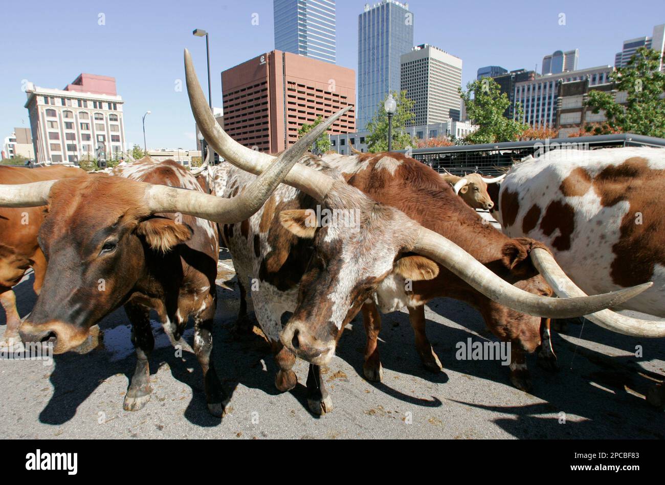 Longhorn cattle are lead through downtown Dallas, Wednesday, Nov. 8 ...