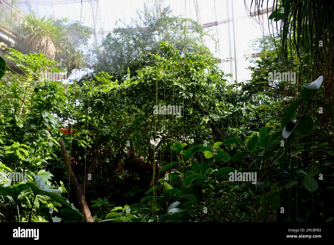 The Costa Rican rainforest in the misty Eleanor Armstrong Smith ...