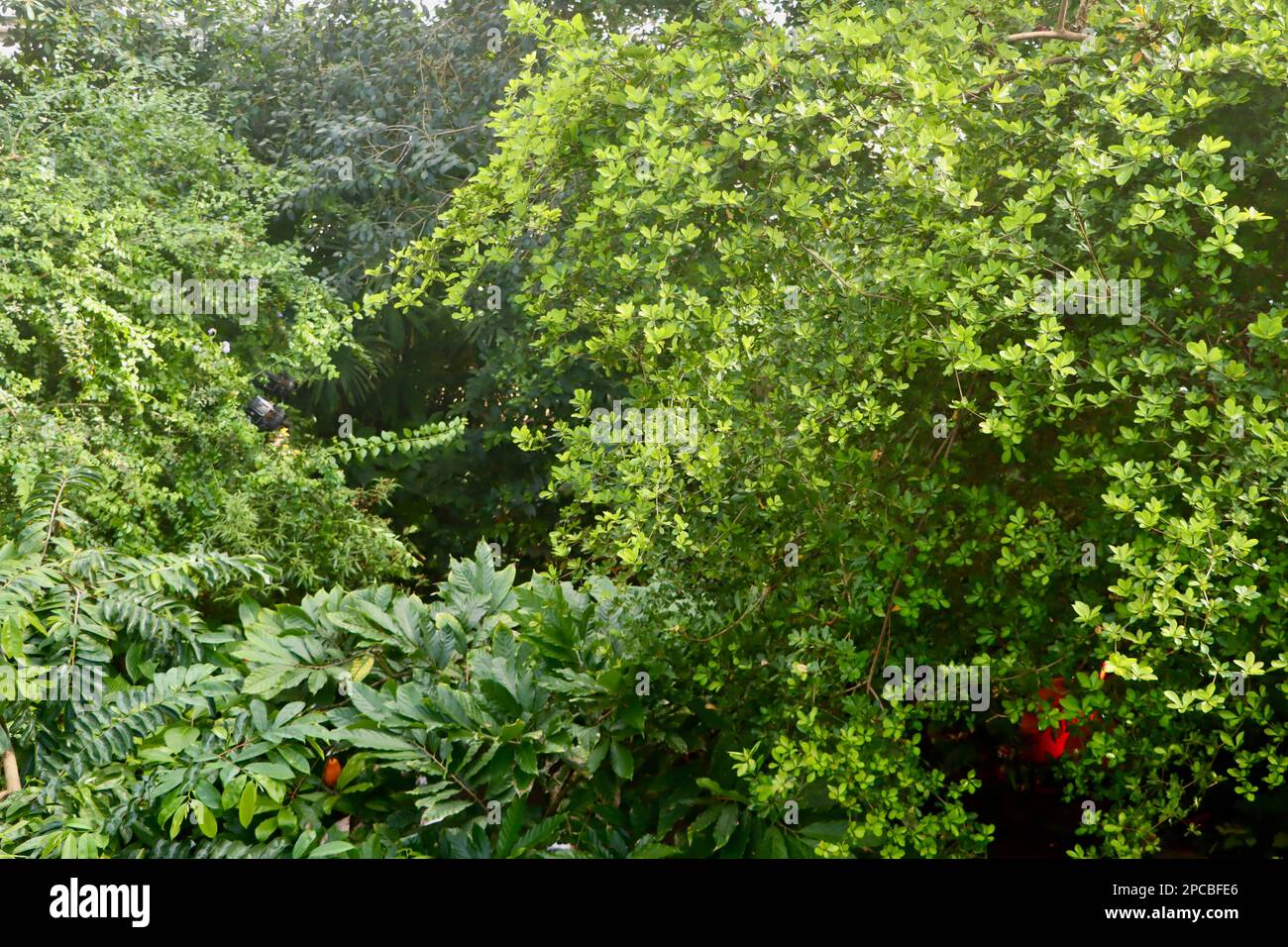 The Costa Rican rainforest in the misty Eleanor Armstrong Smith ...