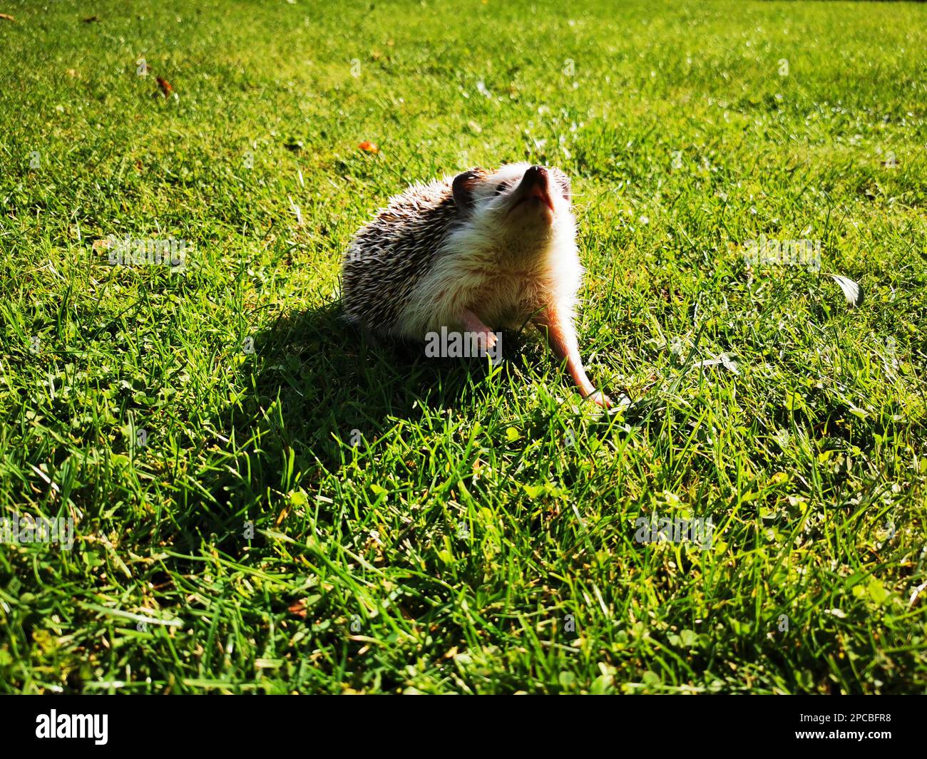 Little cute domestic hedgehog walking and playing on the grass Stock ...