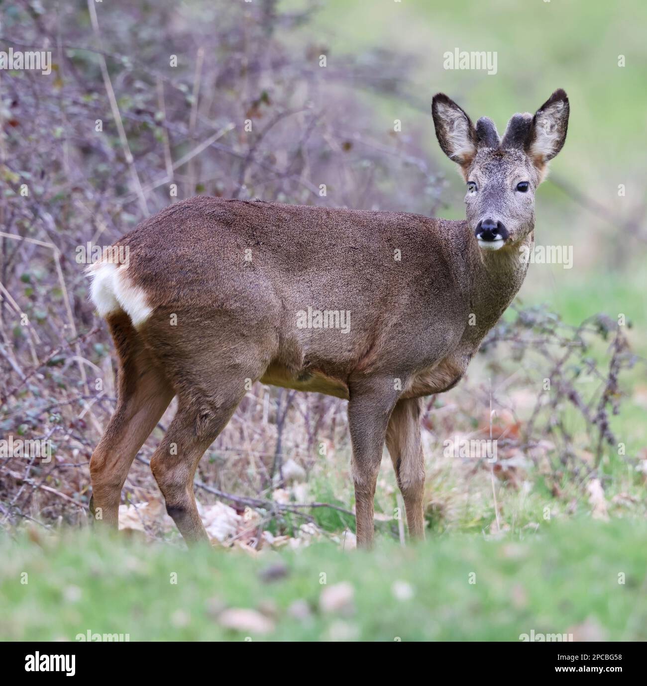 Young Roe Deer buck (Capreolus capreolus) in the Cotswold Hills ...