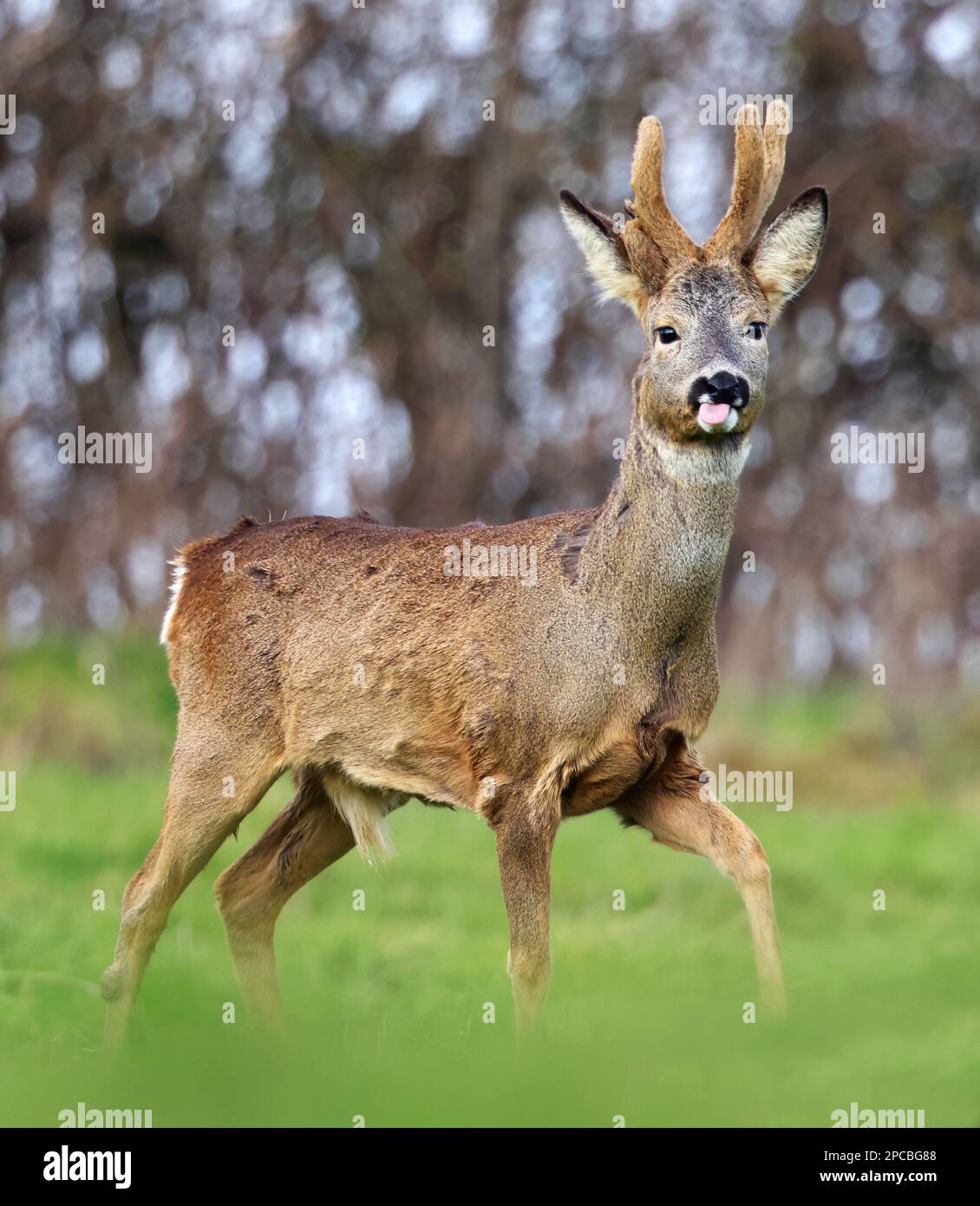 Young Roe Deer buck (Capreolus capreolus) in the Cotswold Hills ...