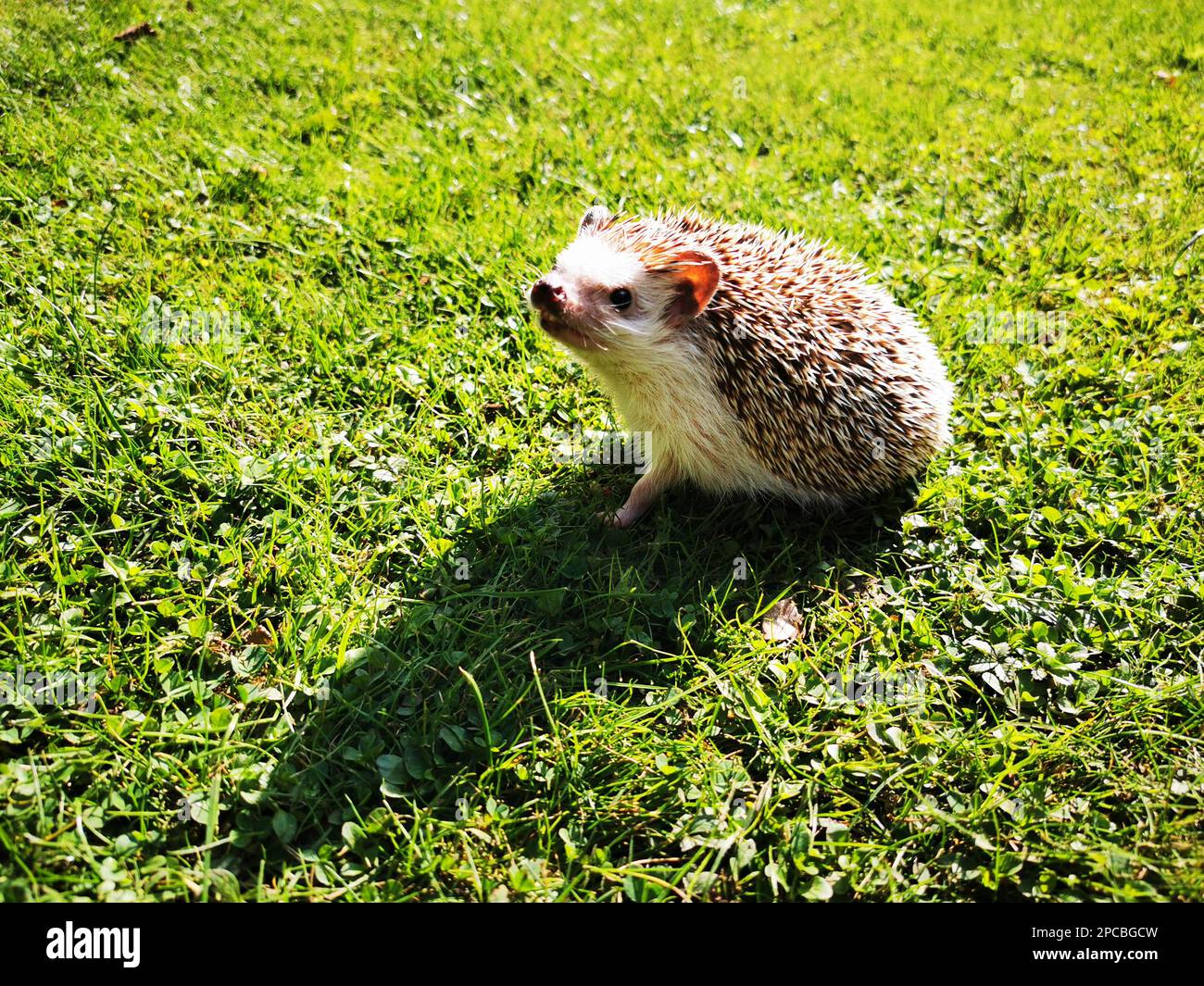 Little cute domestic hedgehog walking and playing on the grass Stock ...