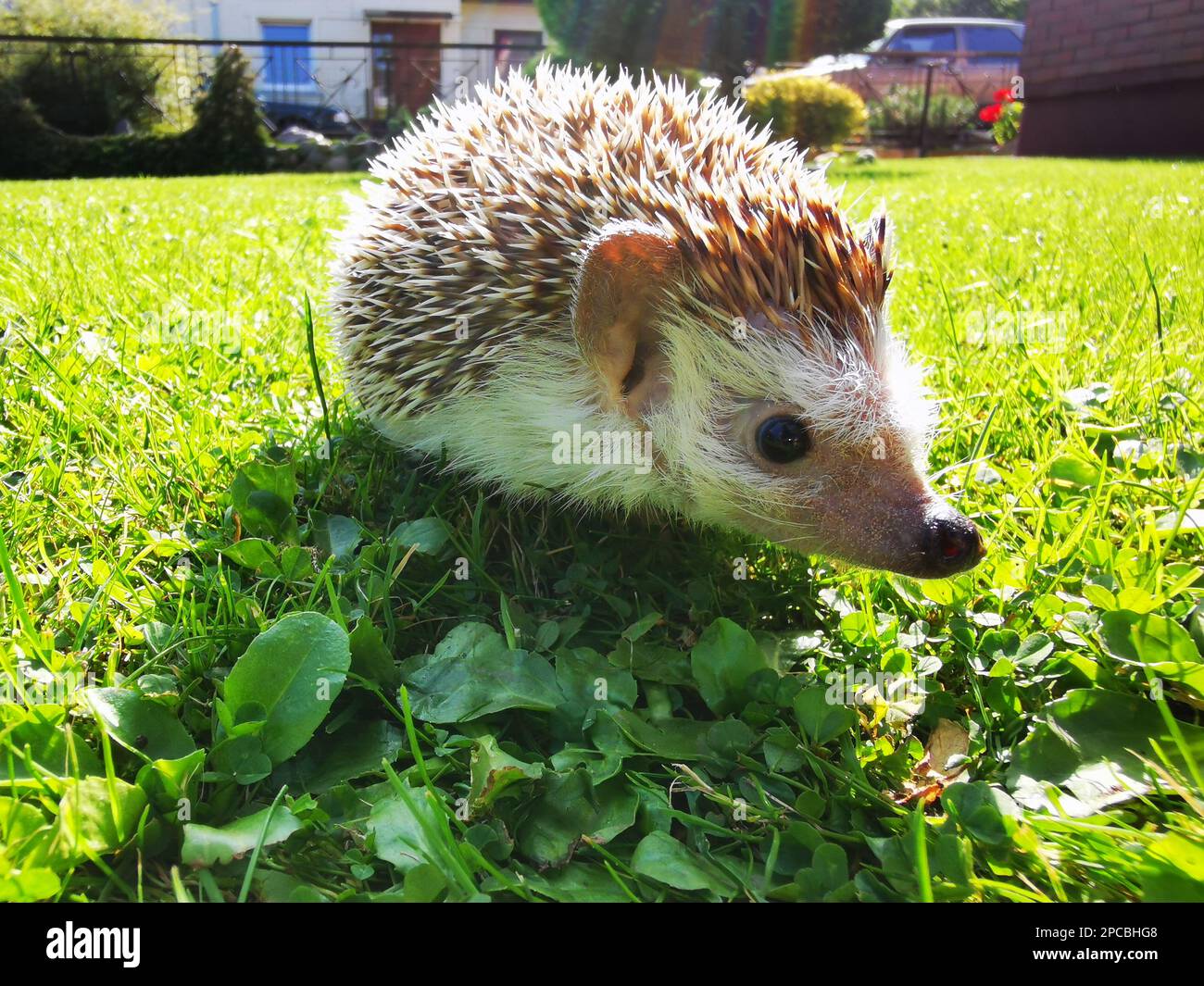 Little cute domestic hedgehog walking and playing on the grass Stock ...