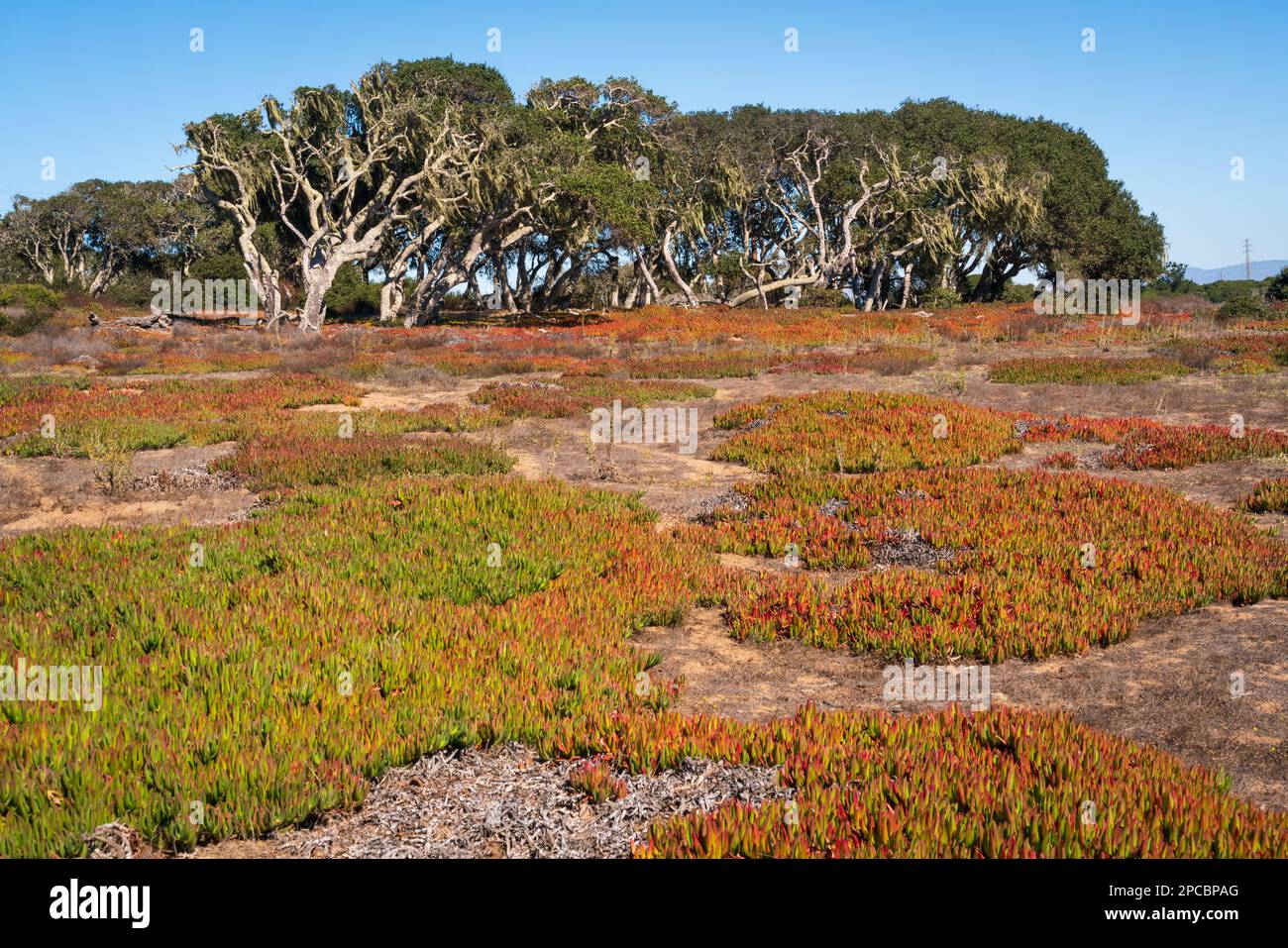 Fort Ord National Monument, California Stock Photo - Alamy
